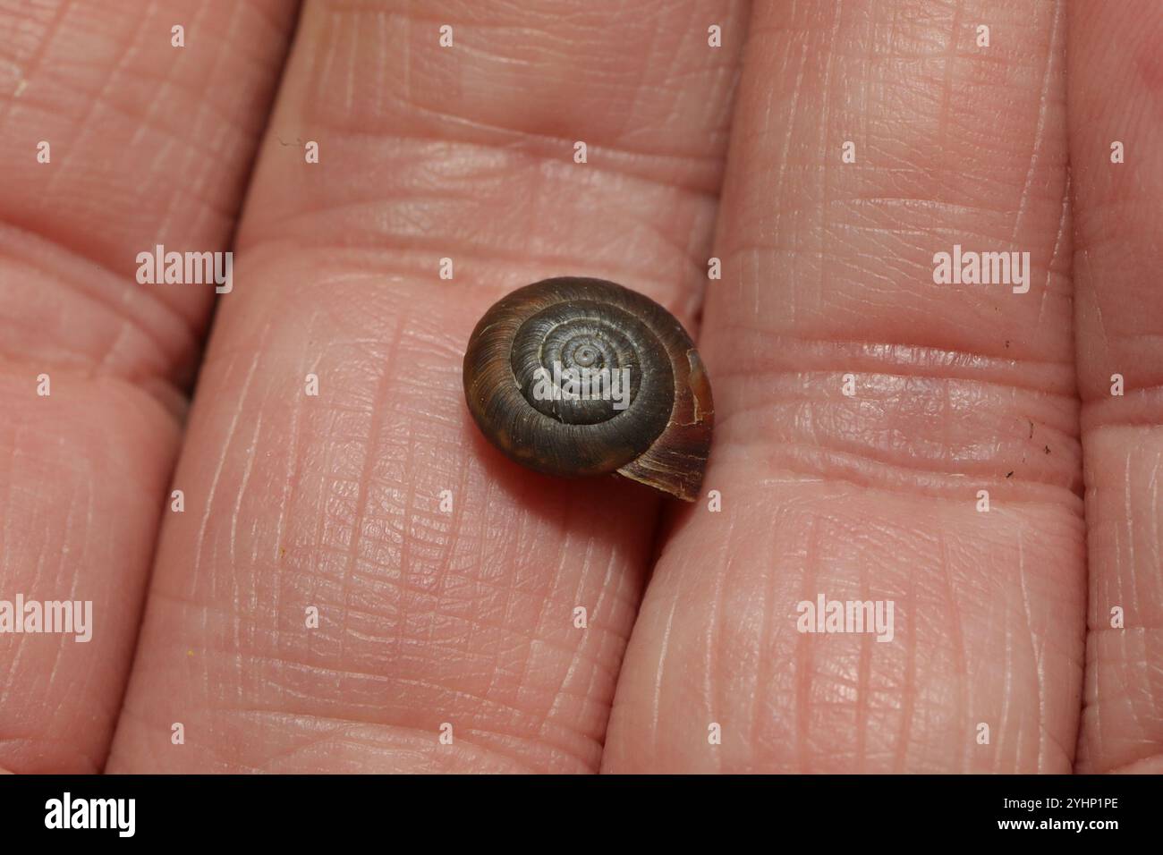 Strawberry Snail (Trochulus striolatus Stock Photo - Alamy