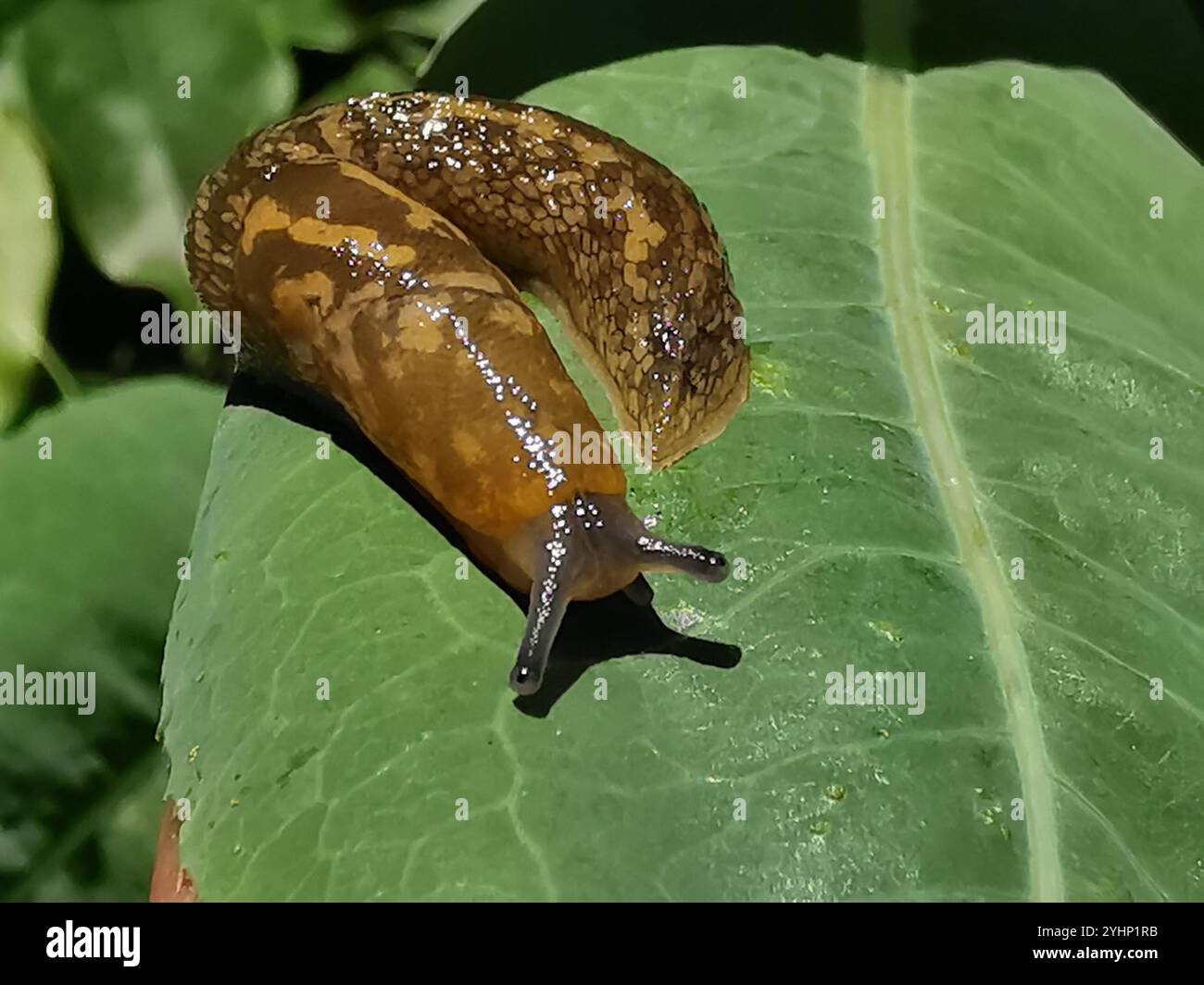 Cellar Slugs (Limacus Stock Photo - Alamy