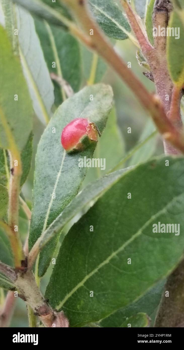 Willow Apple Gall Sawfly (Euura californica Stock Photo - Alamy