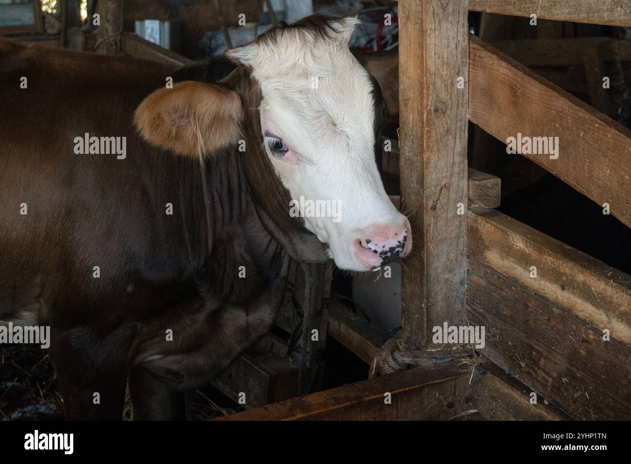 Calf in a rustic cow shed in southern Turkey Stock Photo - Alamy