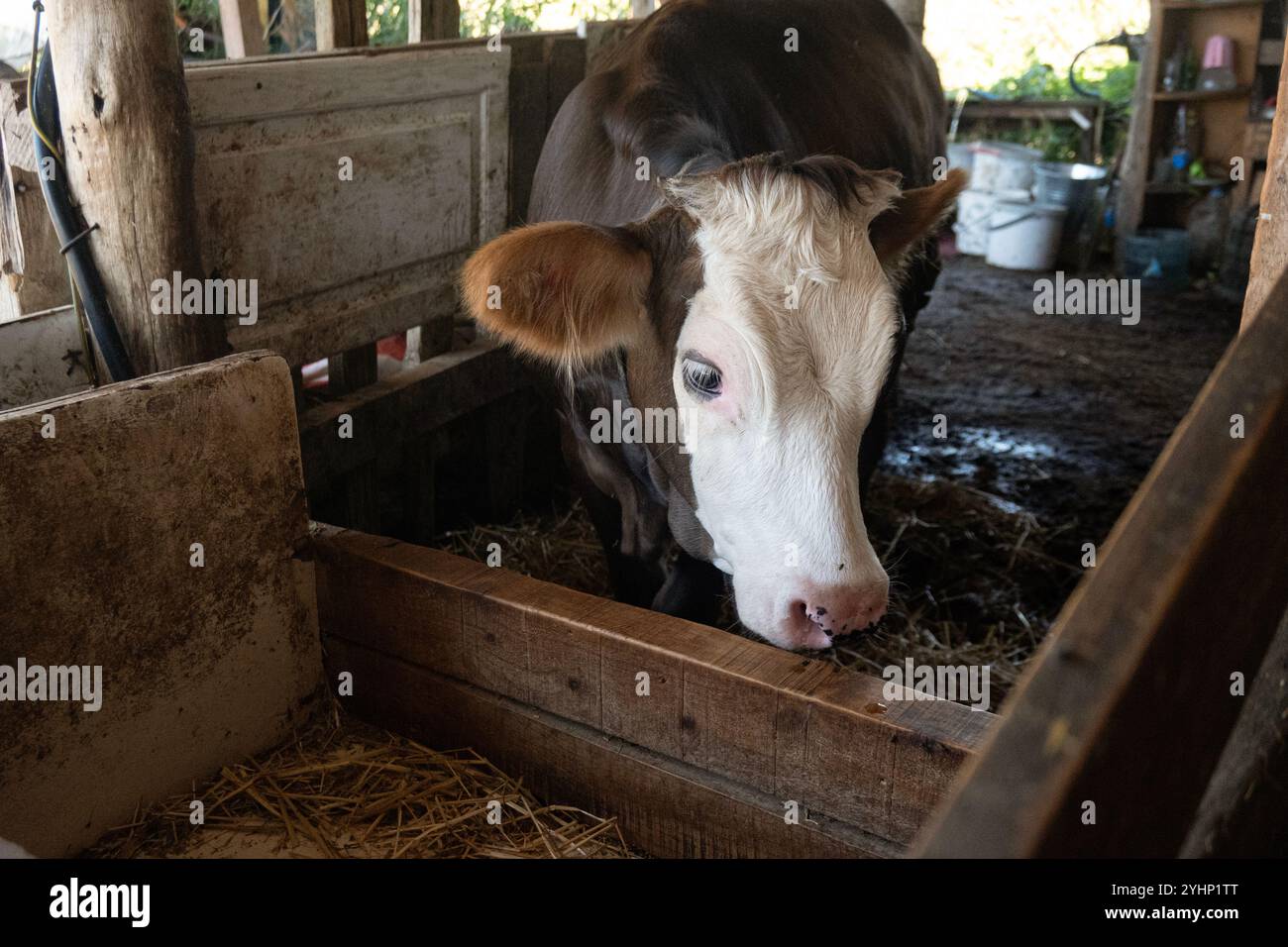 Calf in a rustic cow shed in southern Turkey Stock Photo - Alamy