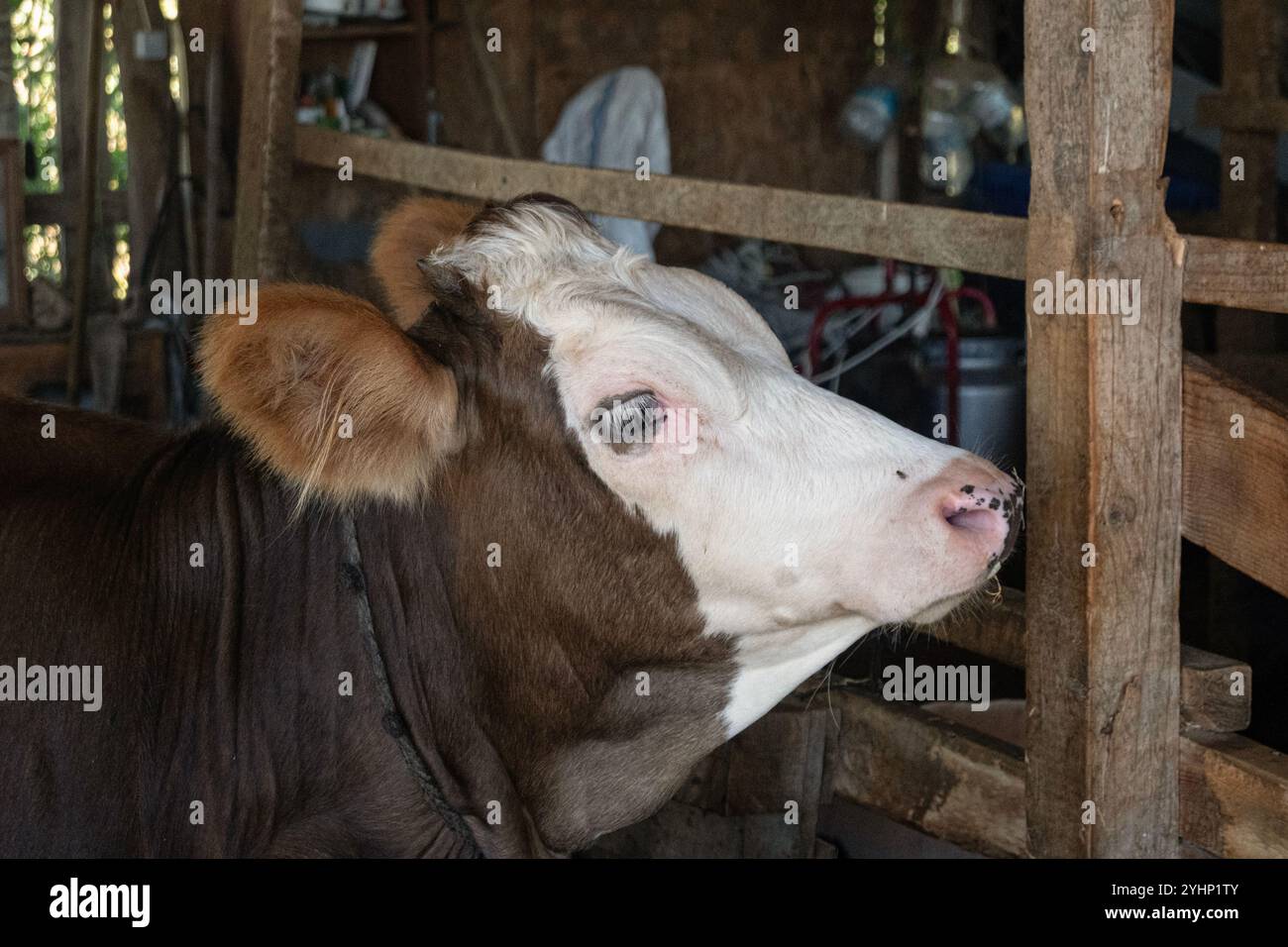 Calf in a rustic cow shed in southern Turkey Stock Photo - Alamy