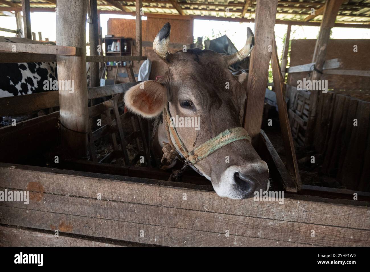 Cow in a rustic cow shed in southern Turkey Stock Photo - Alamy