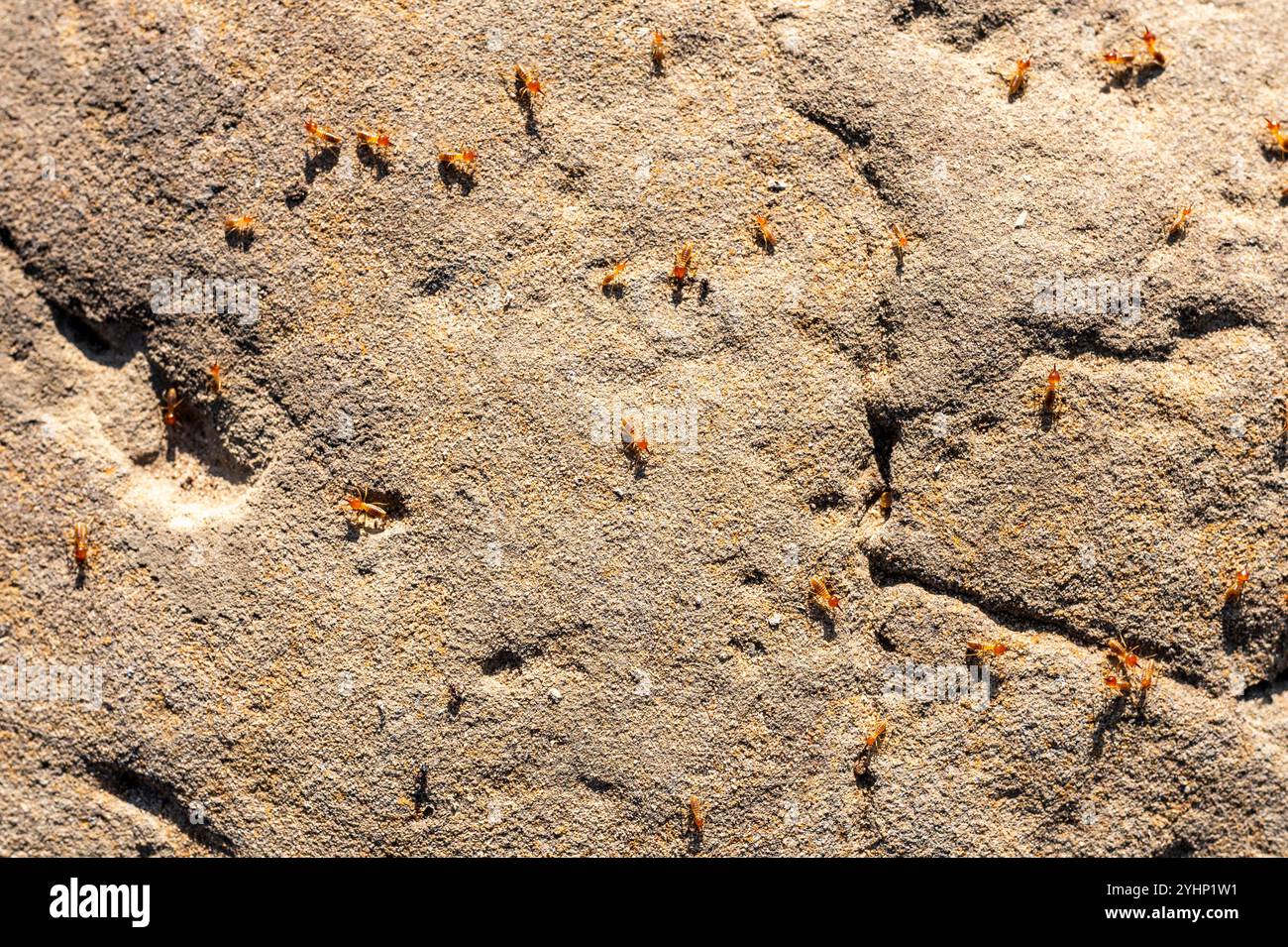 Termites crawling around on the outside of a termite mound at Schotia ...