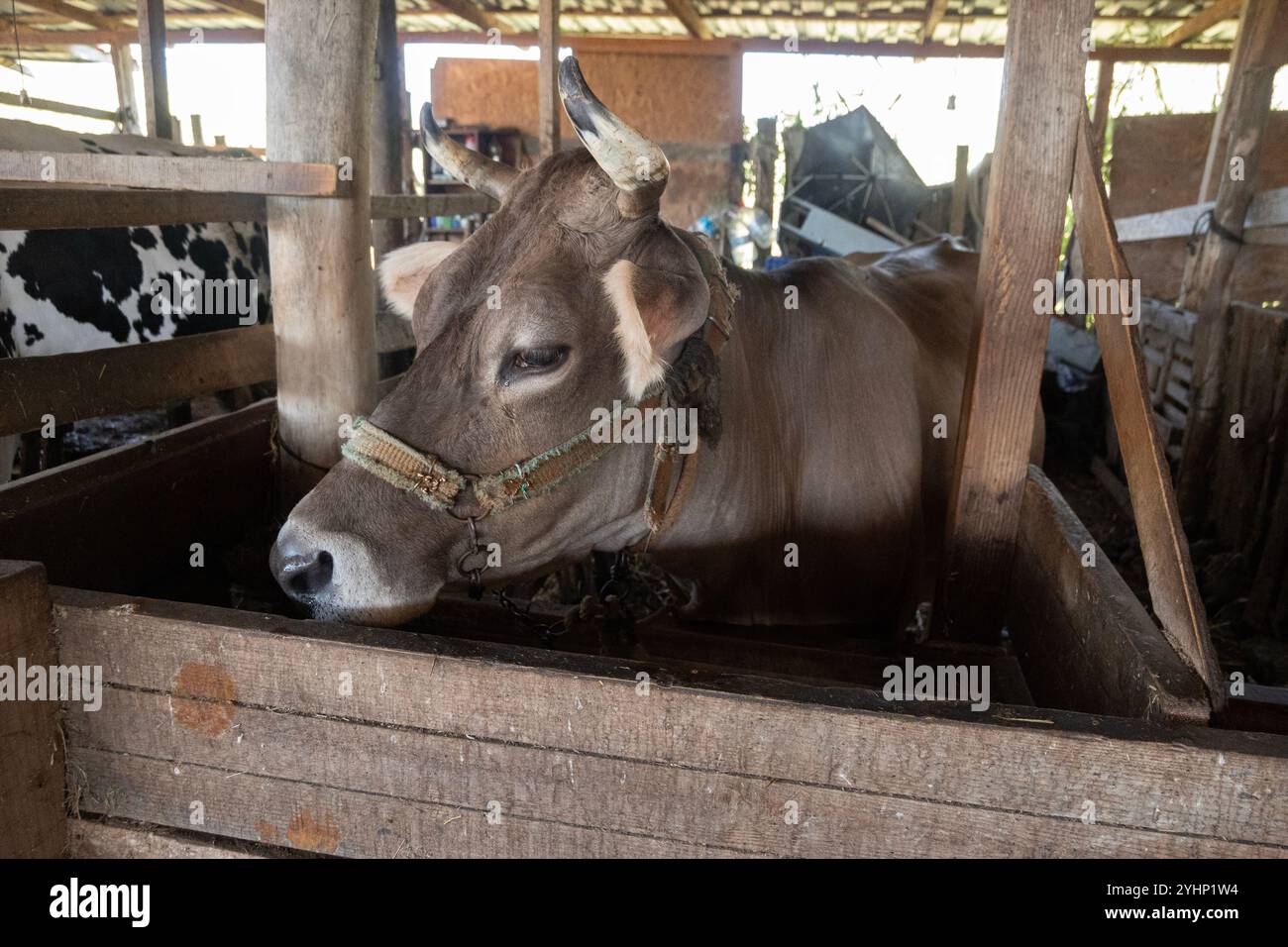 Cow in a rustic cow shed in southern Turkey Stock Photo - Alamy