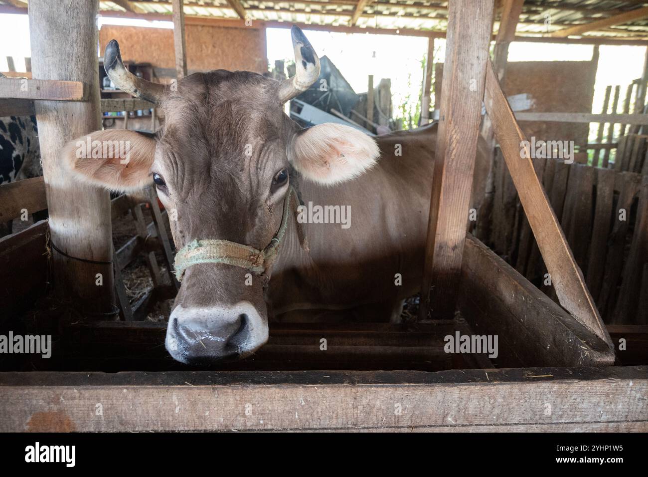 Cow in a shed hi-res stock photography and images - Alamy