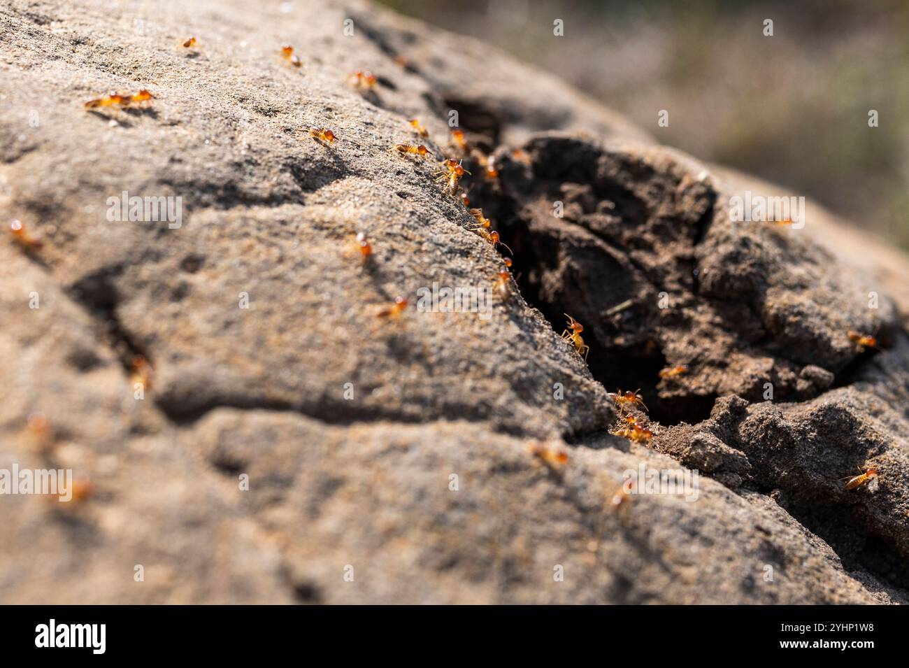 Termites crawling around on the outside of a termite mound at Schotia ...