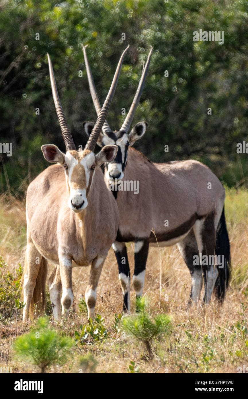Long tan reserve hi-res stock photography and images - Alamy