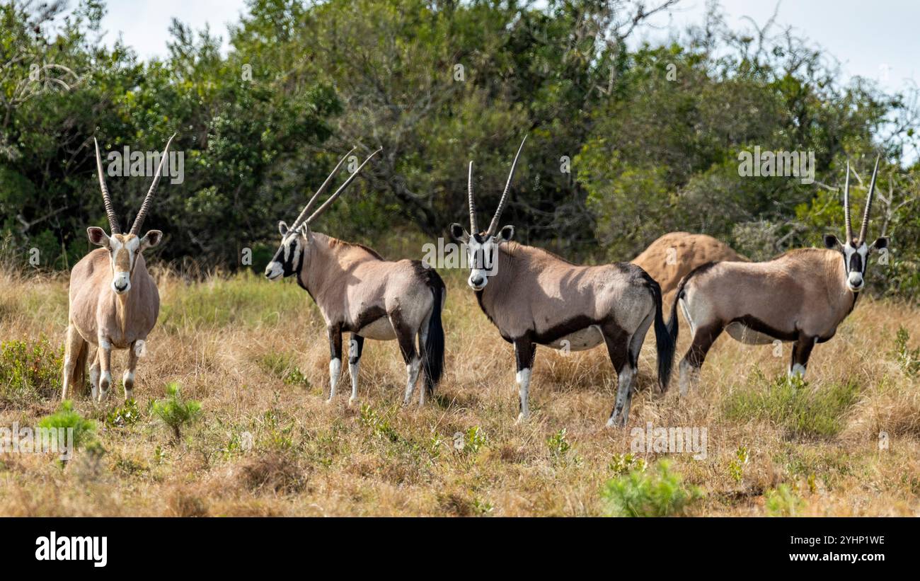 A herd of gemsbok standing together watching at Schotia Game Reserve ...