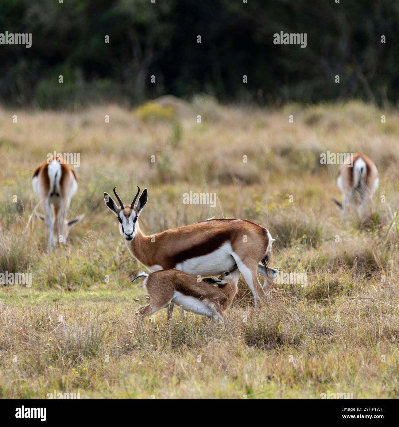A springbok adult female mother feeding milk to her young child at ...