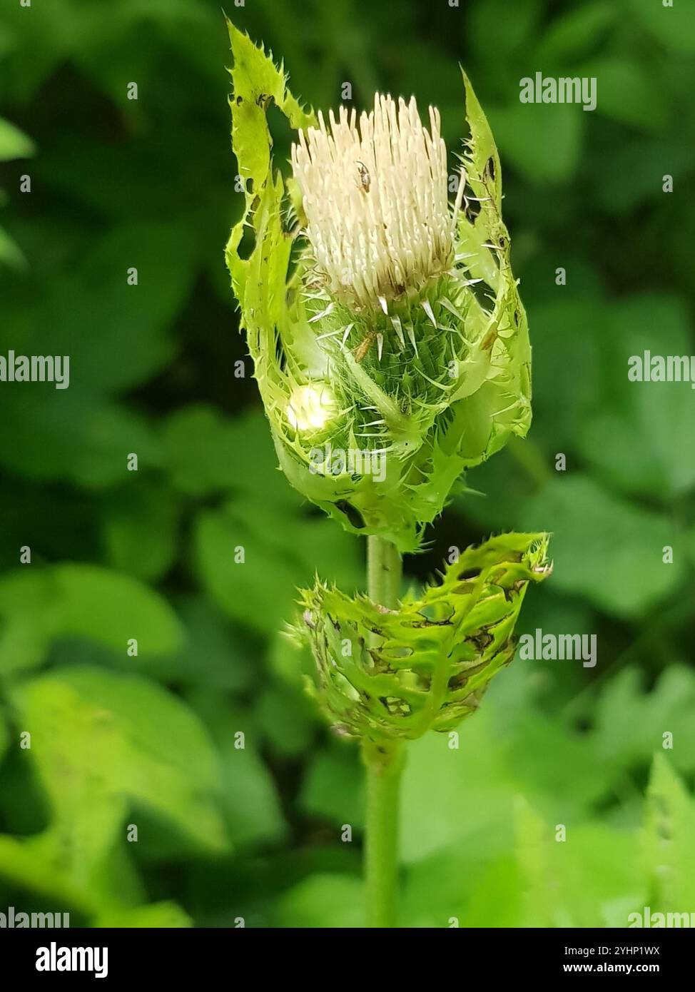 Cabbage Thistle (Cirsium oleraceum Stock Photo - Alamy