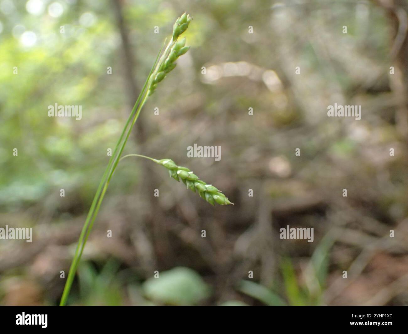 graceful sedge (Carex gracillima Stock Photo - Alamy
