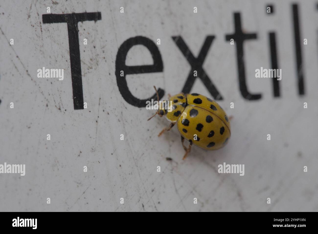 22-spot Ladybird (Psyllobora vigintiduopunctata Stock Photo - Alamy