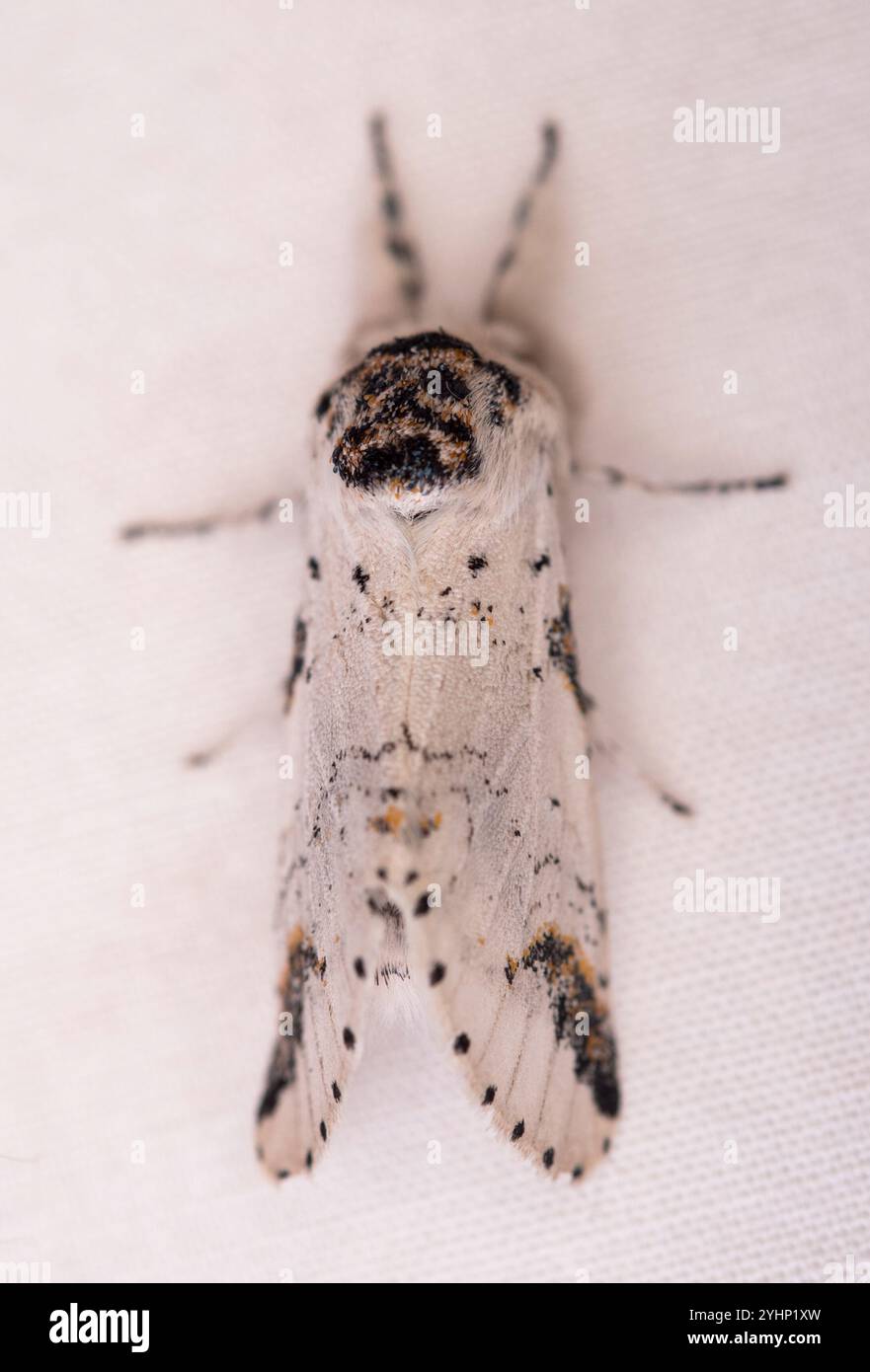 Zigzag Furcula Moth (Furcula scolopendrina Stock Photo - Alamy