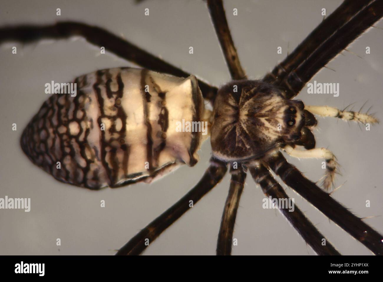 Oval Saint Andrew's Cross Spider (Argiope aemula Stock Photo - Alamy