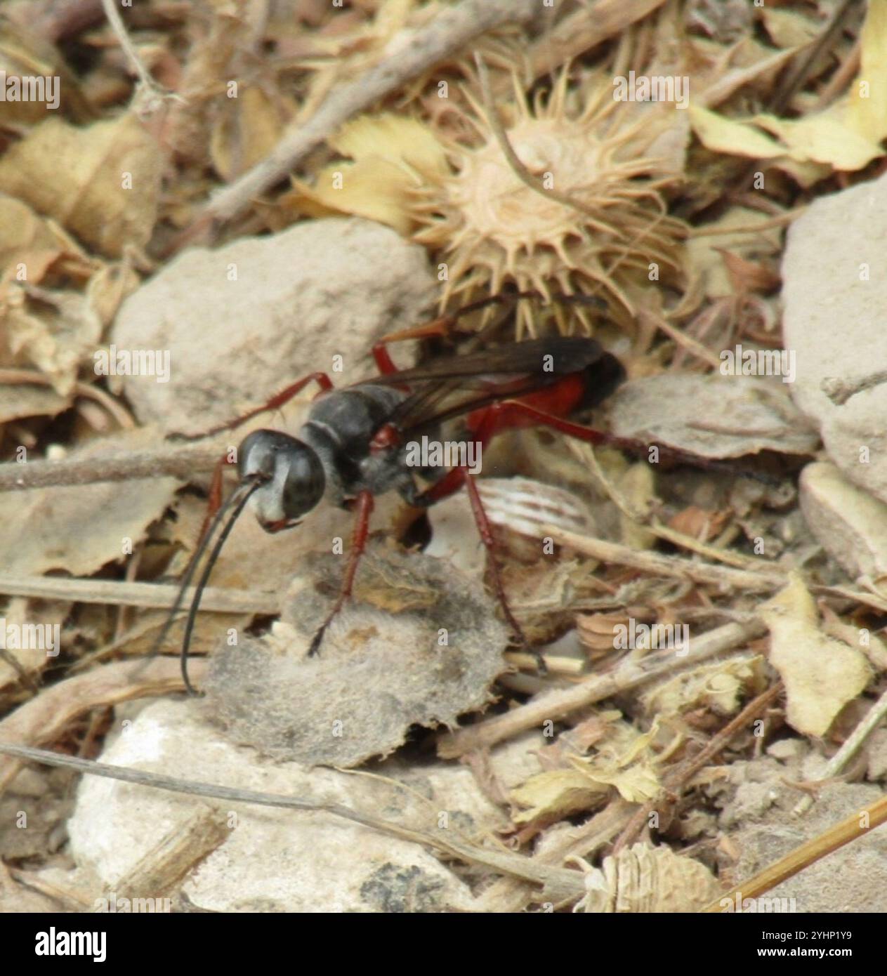 Sphex pruinosus hi-res stock photography and images - Alamy