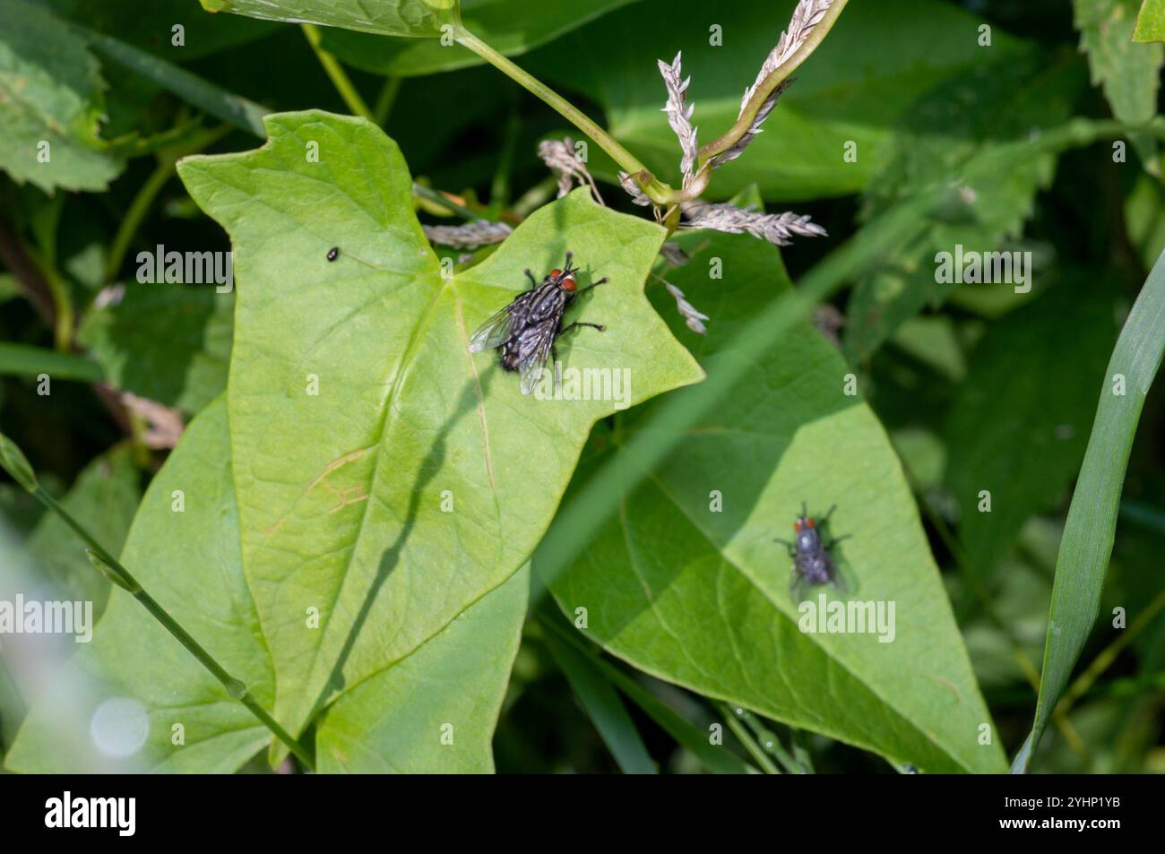 Common Flesh Flies (Sarcophaga Stock Photo - Alamy