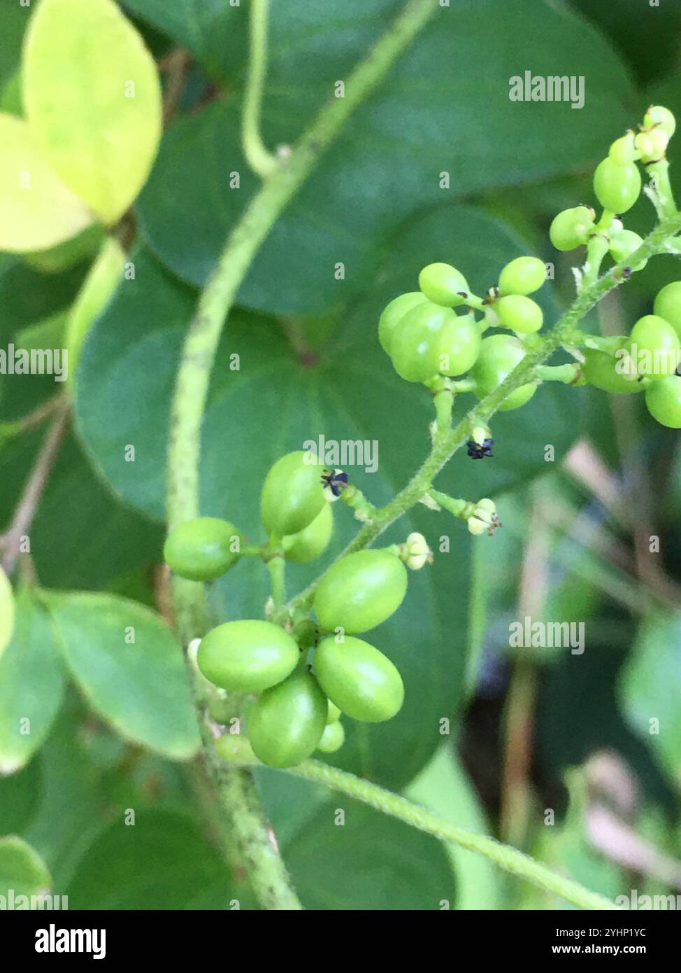 Carolina snailseed (Nephroia carolina Stock Photo - Alamy