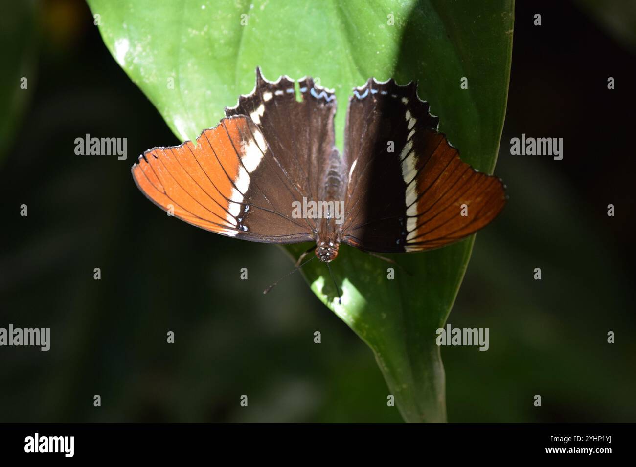 Rusty-tipped Page (Siproeta epaphus Stock Photo - Alamy