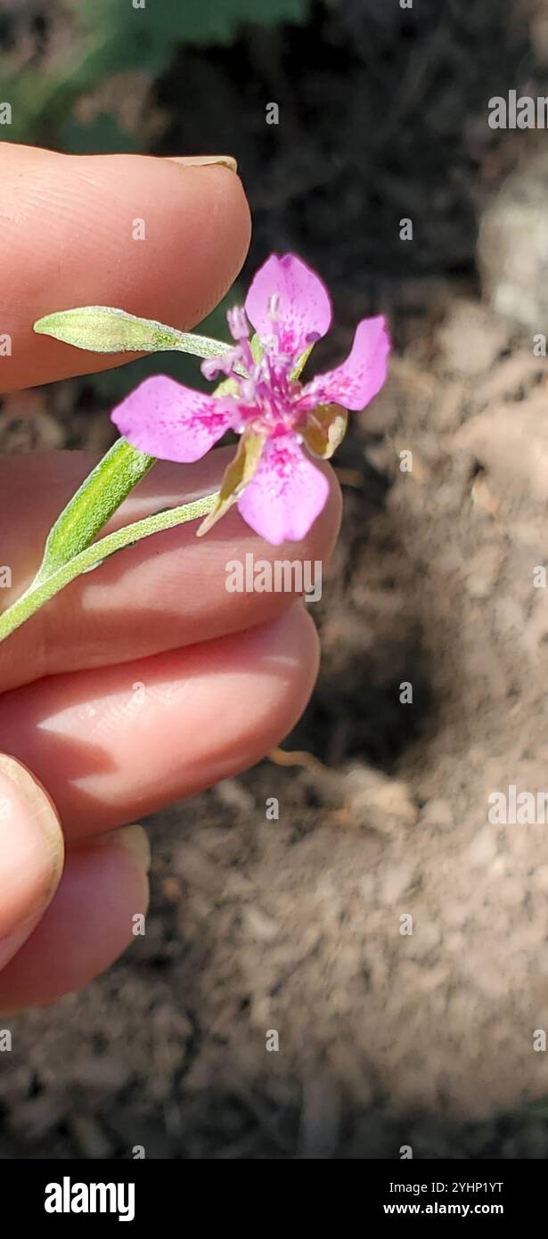diamond clarkia (Clarkia rhomboidea Stock Photo - Alamy
