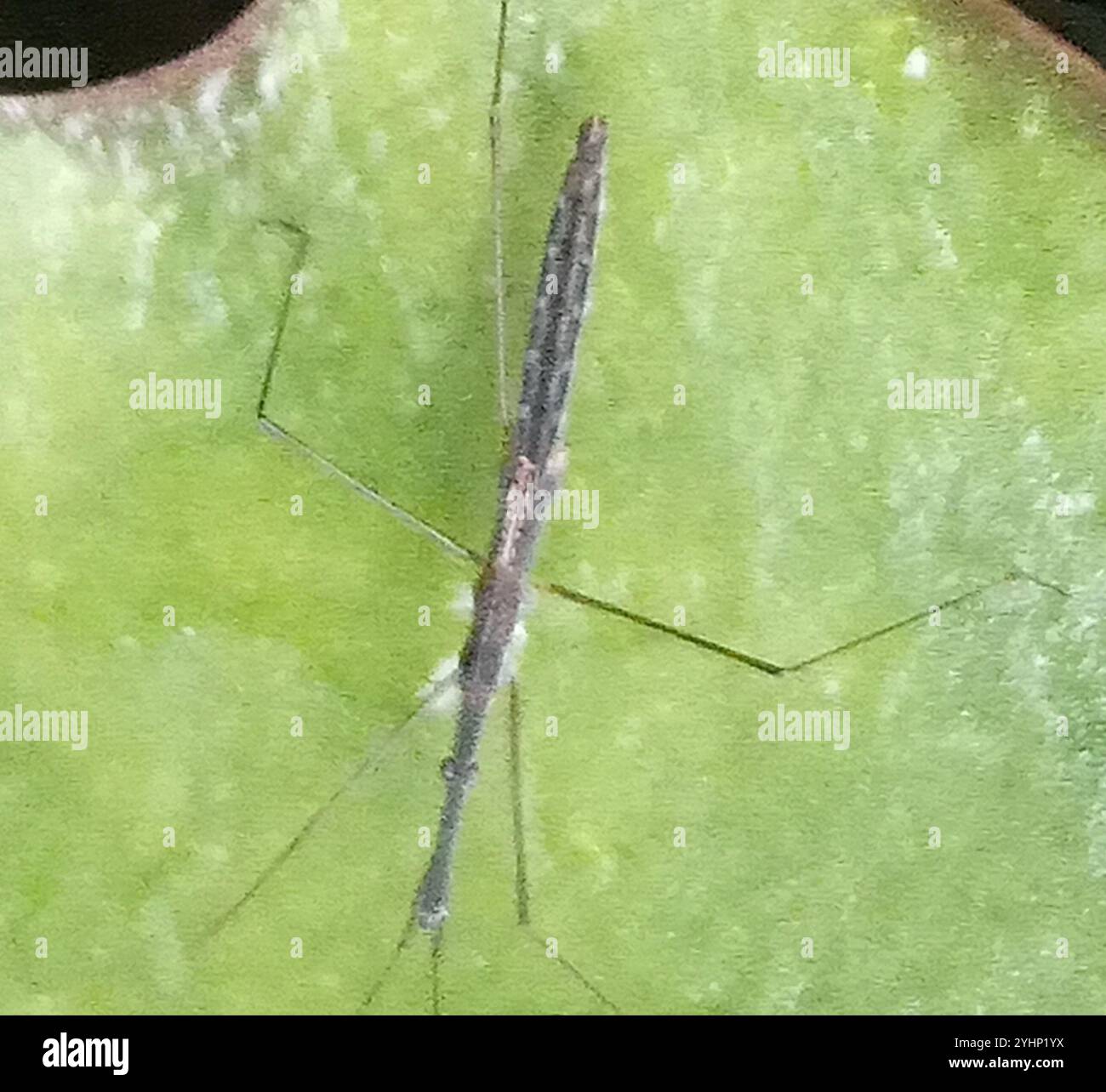 Common Water Measurer (Hydrometra stagnorum Stock Photo - Alamy