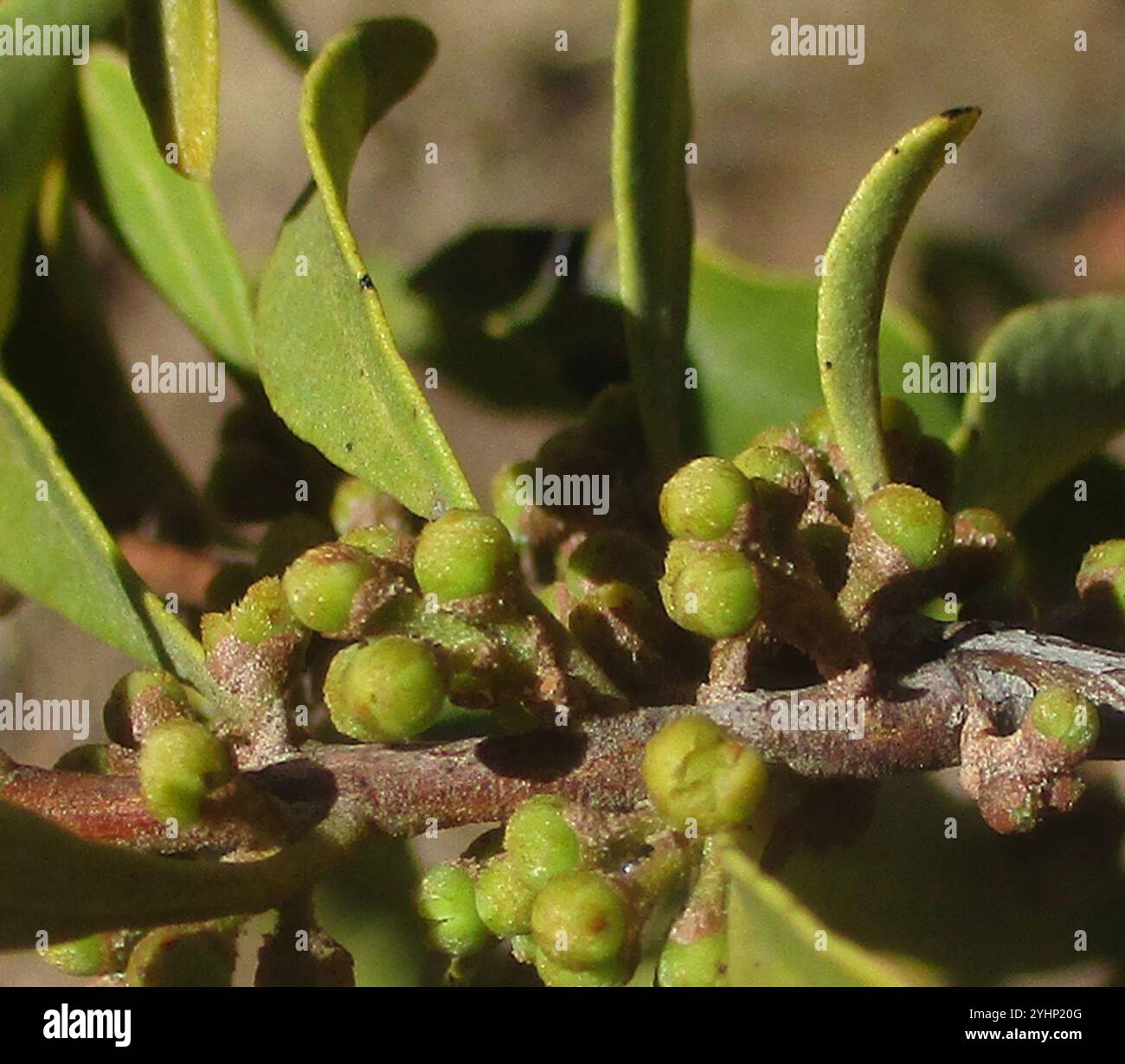 Magic Gwarrie (Euclea divinorum Stock Photo - Alamy