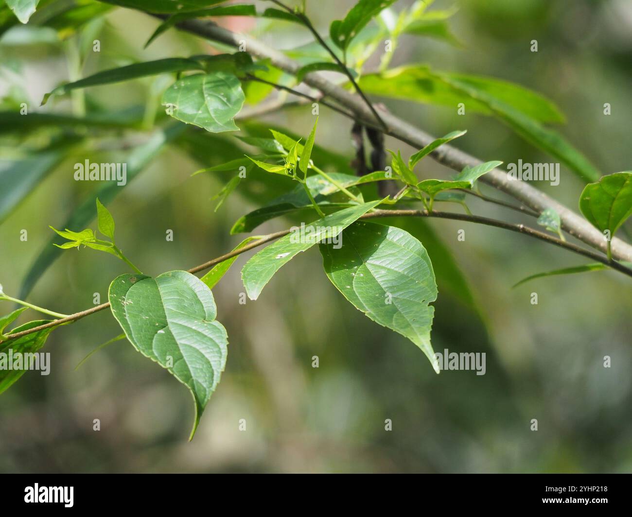 Nilgiri elm (Celtis tetrandra Stock Photo - Alamy