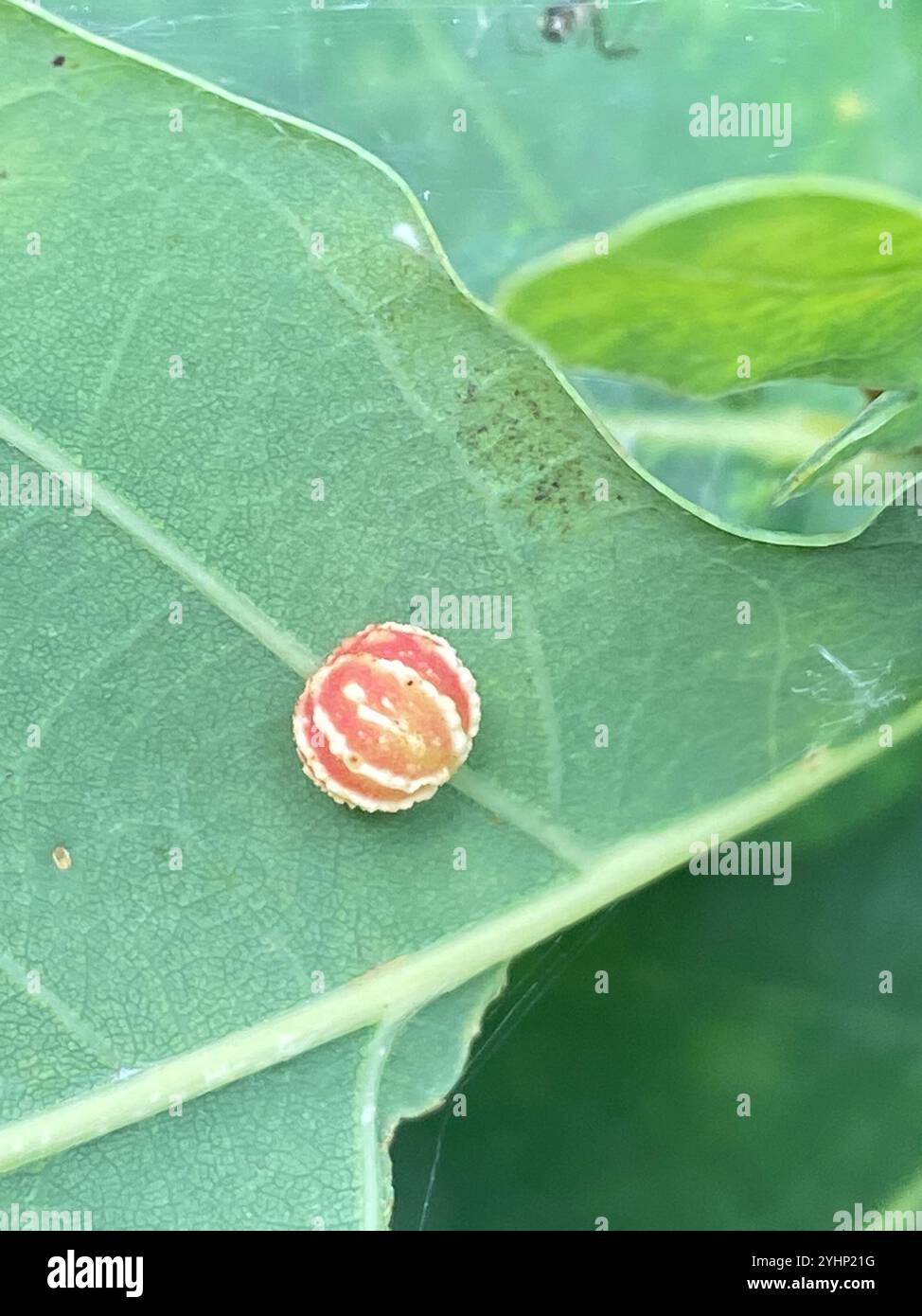 Striped Pea Gall Wasp (Cynips longiventris Stock Photo - Alamy