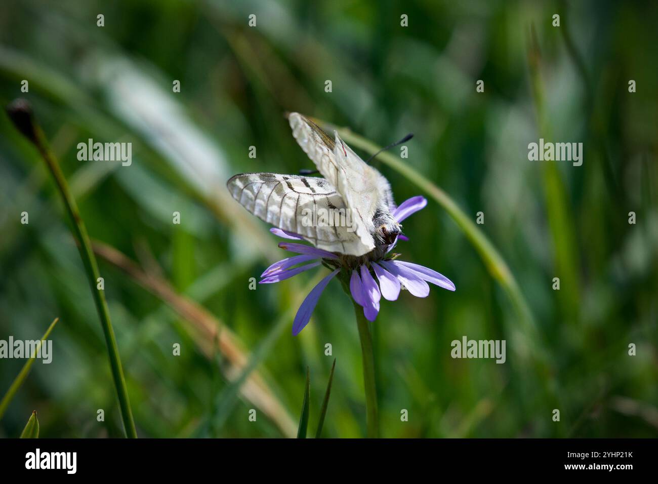 Clodius Parnassian (Parnassius clodius Stock Photo - Alamy