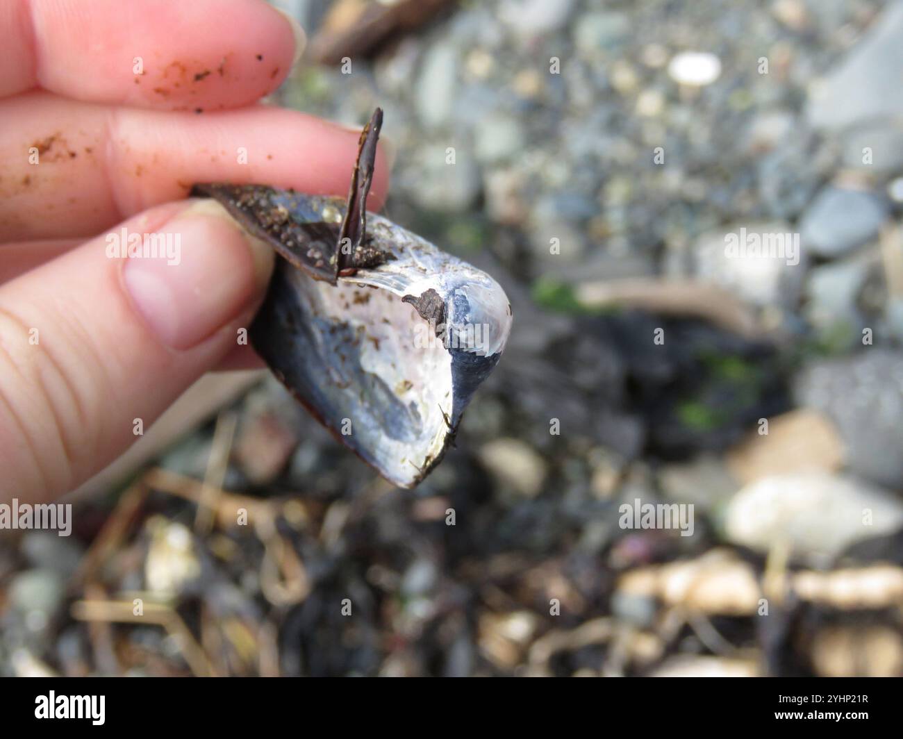 Blue Mussel Complex (Mytilus edulis Stock Photo - Alamy