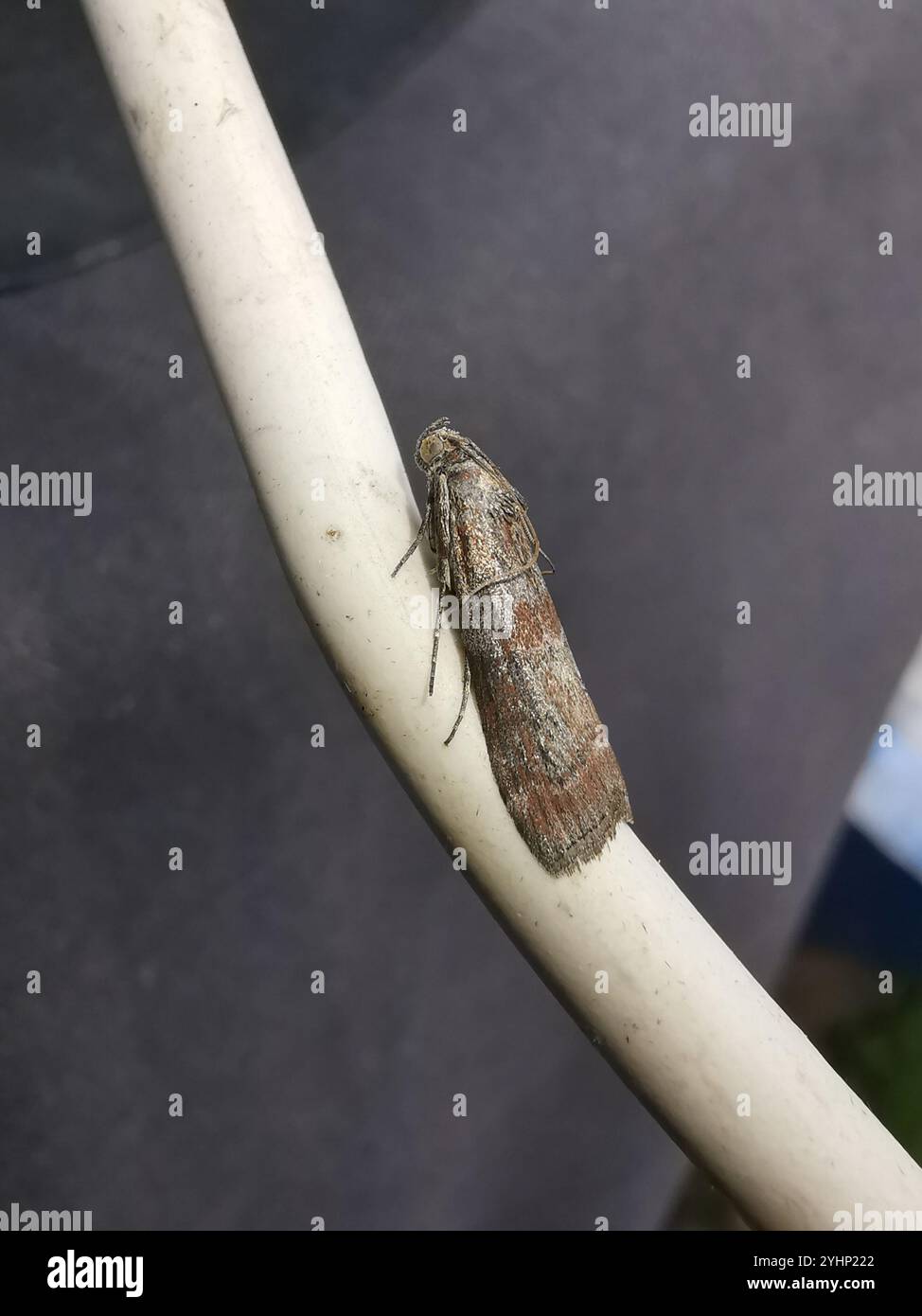 Dotted Oak Knot-horn (Phycita roborella Stock Photo - Alamy