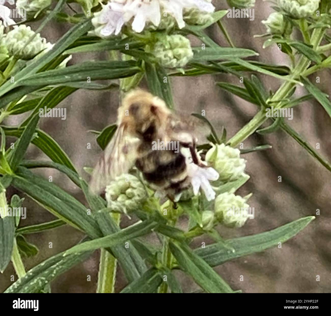 Two-spotted Bumble Bee (Bombus bimaculatus Stock Photo - Alamy