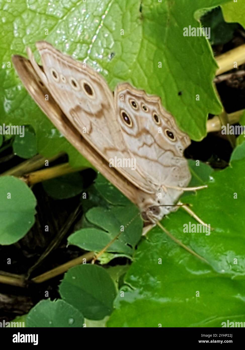 Northern Pearly-eye (Lethe anthedon Stock Photo - Alamy