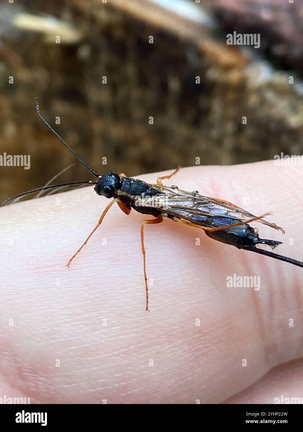 Dark-hipped Woodwasp (Xeris spectrum Stock Photo - Alamy