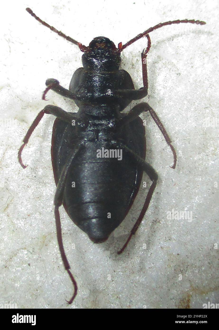 Darkling Beetles (Tenebrionidae Stock Photo - Alamy