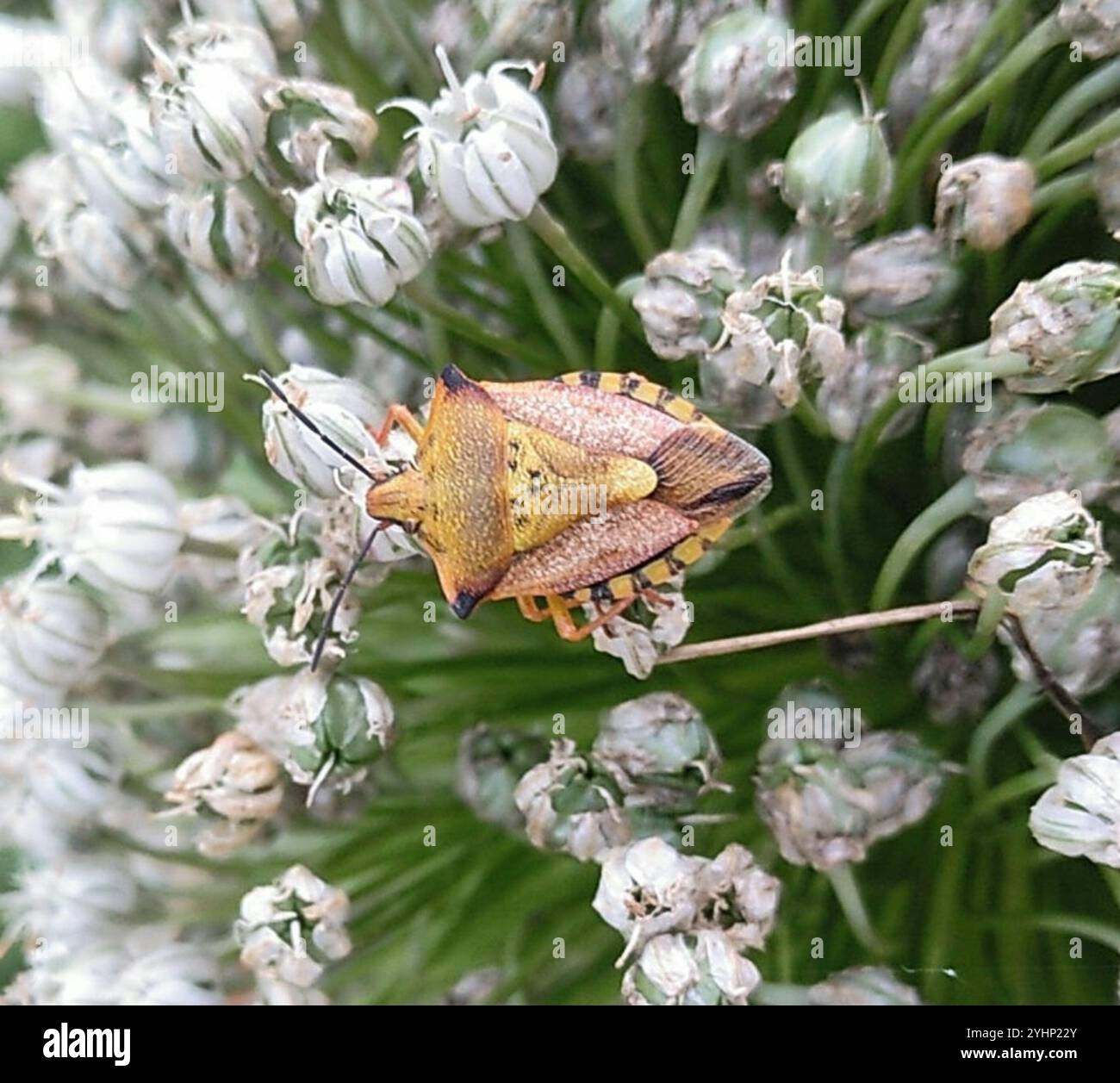 Red shield bug hi-res stock photography and images - Alamy