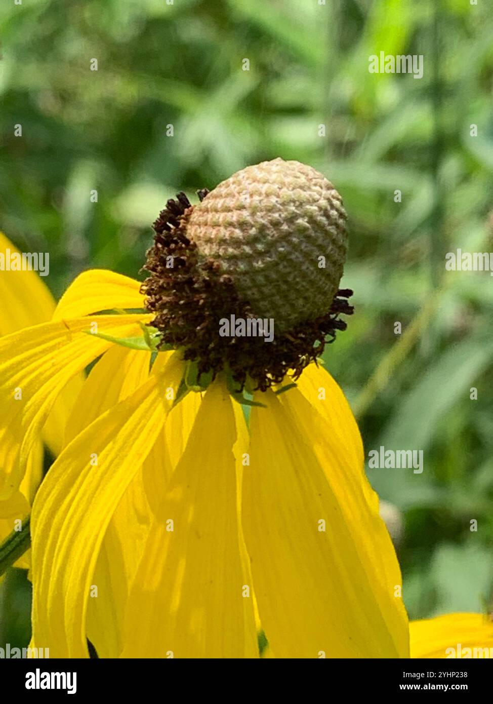 grey-headed coneflower (Ratibida pinnata Stock Photo - Alamy