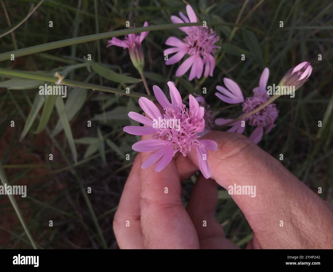 Othake (Palafoxia sphacelata Stock Photo - Alamy