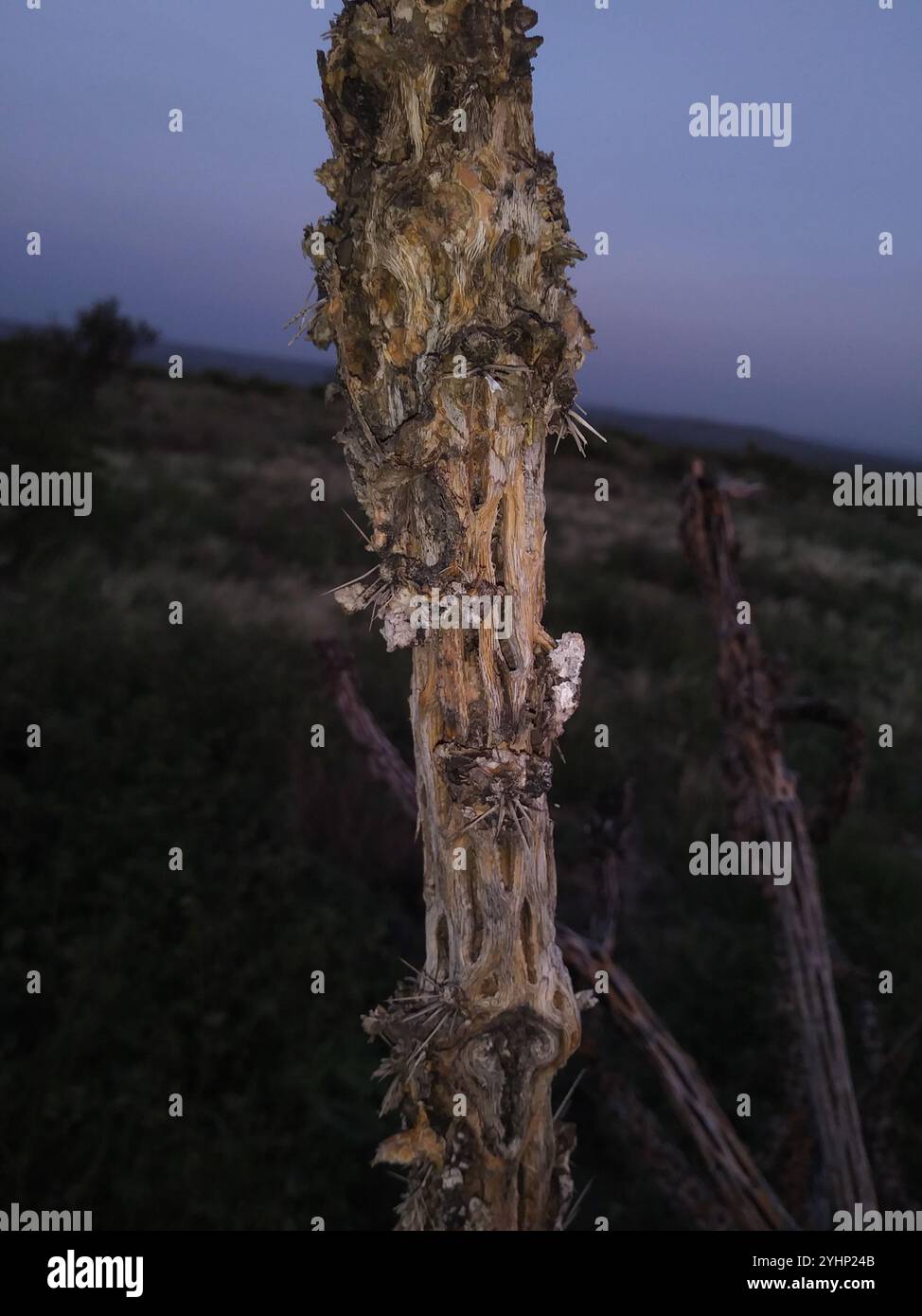 tree cholla (Cylindropuntia imbricata Stock Photo - Alamy