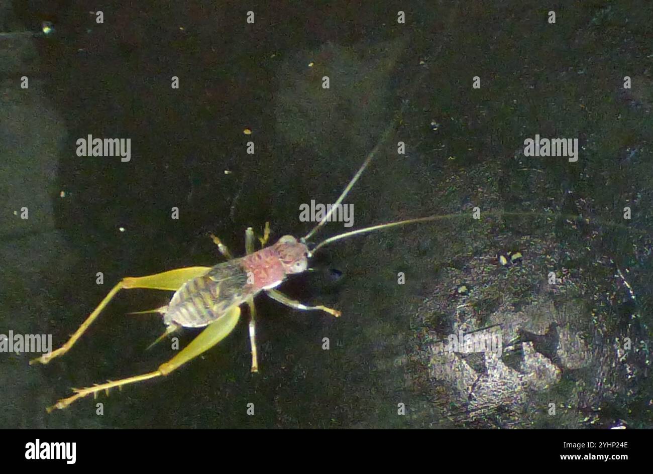 Red headed bush cricket hi-res stock photography and images - Alamy