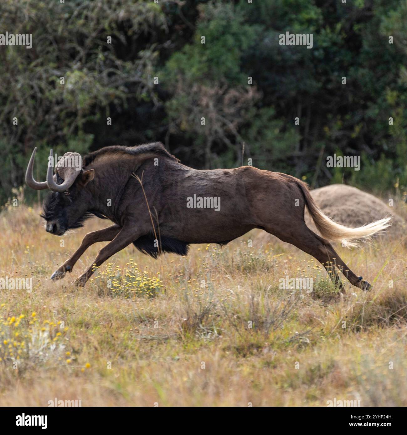 A wildebeest running away being chased at Schotia Game Reserve, Eastern ...