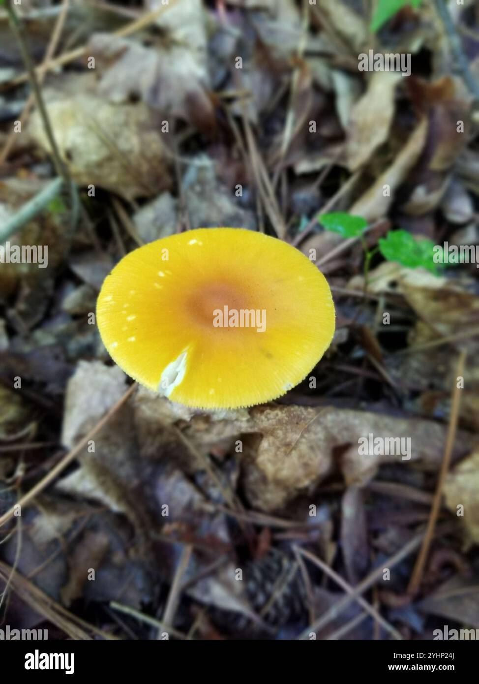 Yellow Patches (Amanita flavoconia Stock Photo - Alamy