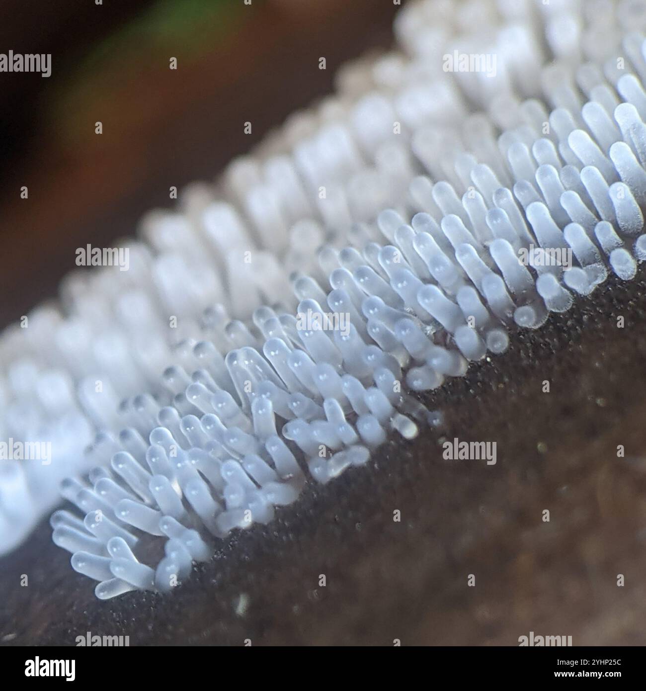Honeycomb Coral Slime Mold (Ceratiomyxa fruticulosa Stock Photo - Alamy