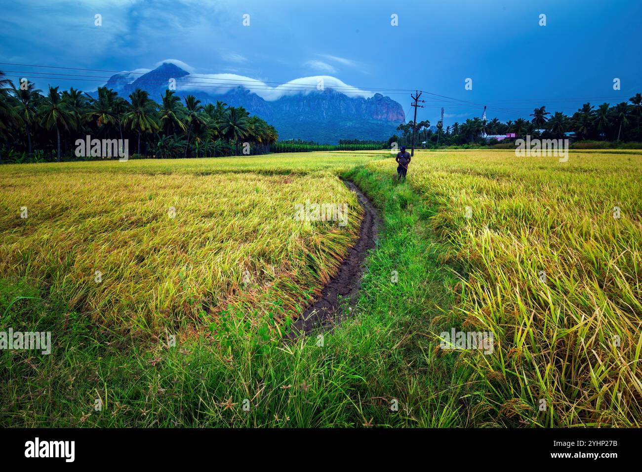 Beautiful landscape growing Paddy rice field with mountain and blue sky ...