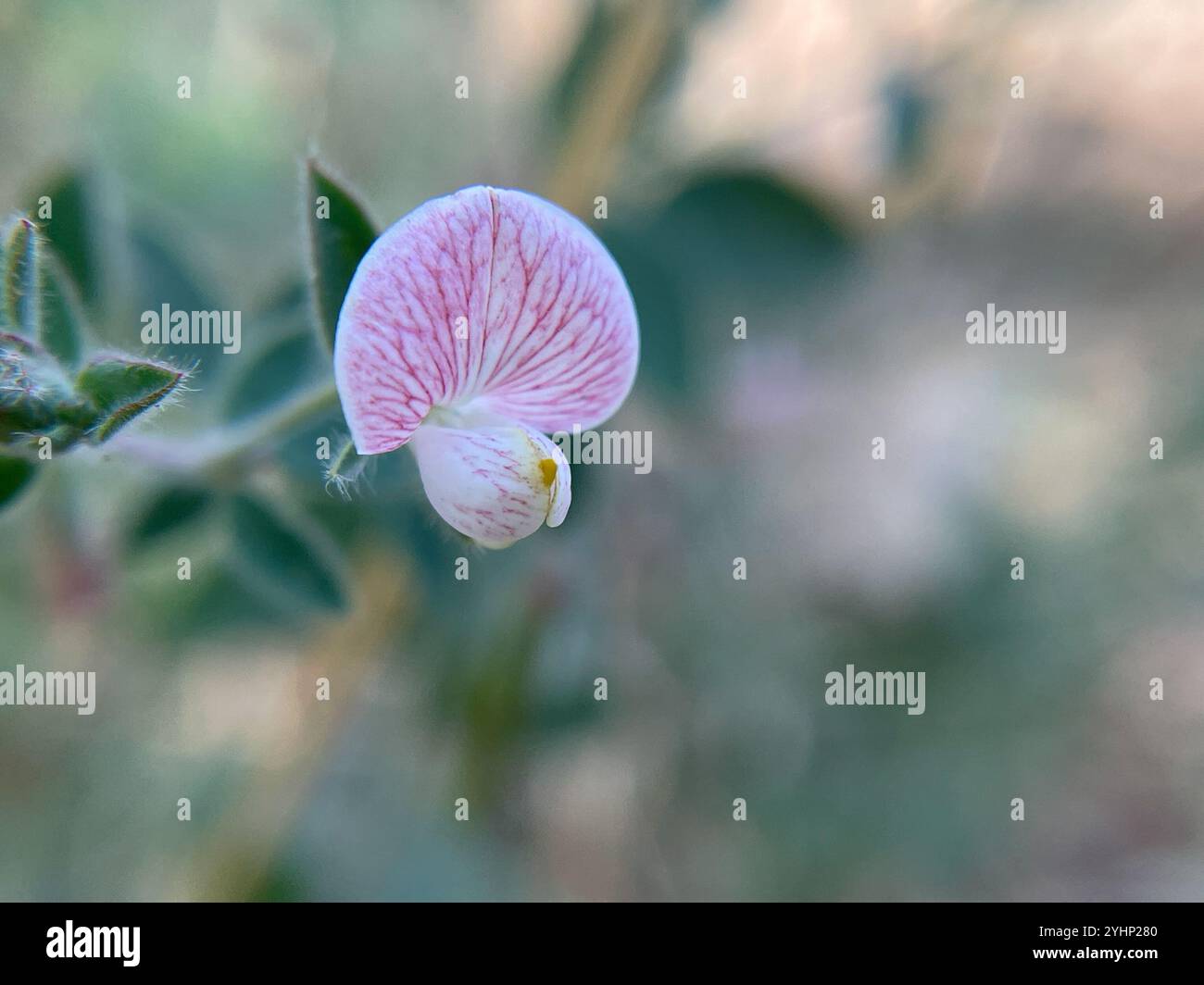 Spanish clover (Acmispon americanus Stock Photo - Alamy