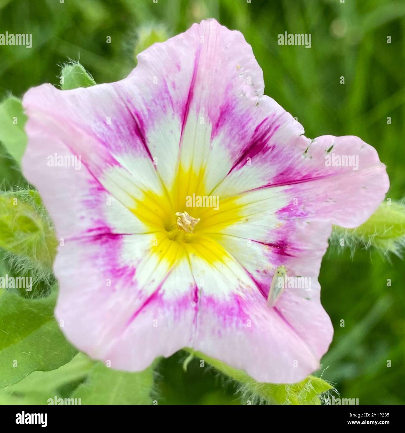 Dwarf Morning-glory (Convolvulus tricolor Stock Photo - Alamy