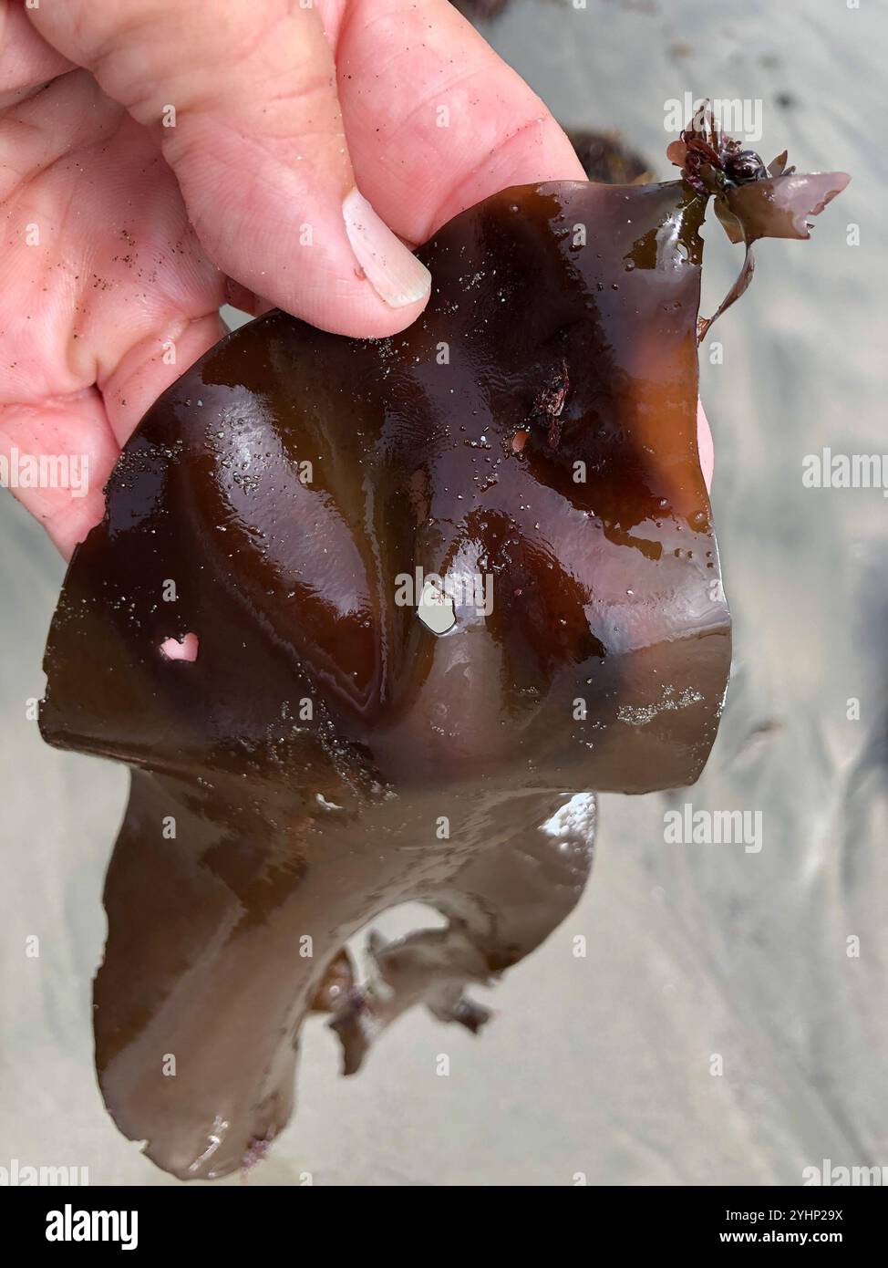 Iridescent Algae (Mazzaella Stock Photo - Alamy