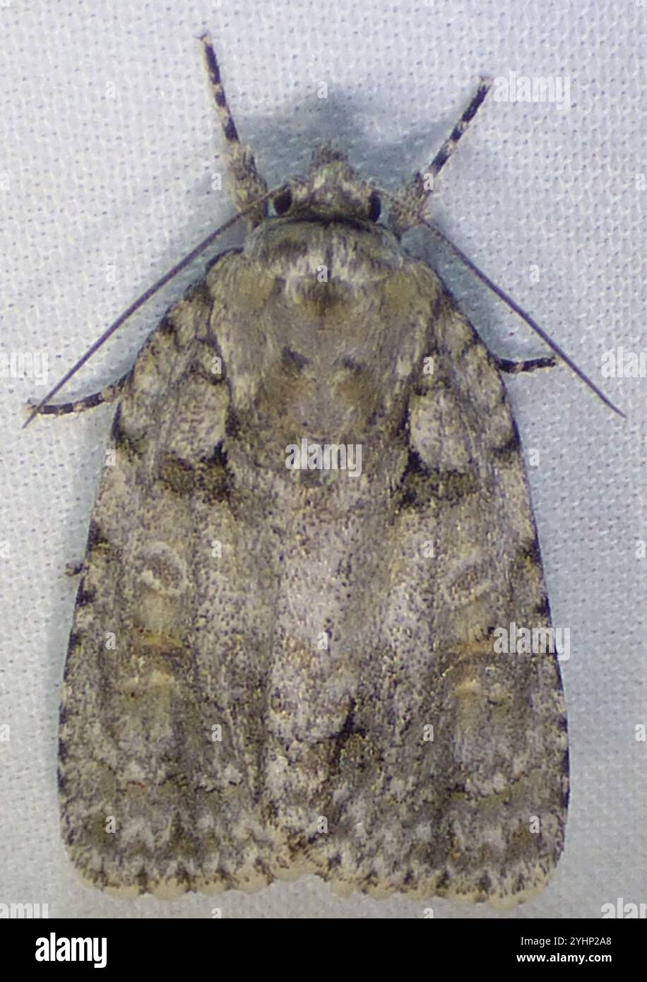 Dagger Moths (Acronicta Stock Photo - Alamy