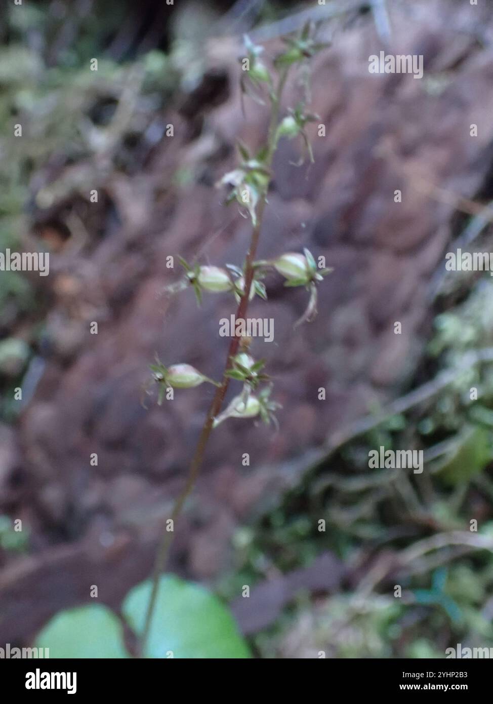 Heartleaf Twayblade (Neottia cordata Stock Photo - Alamy