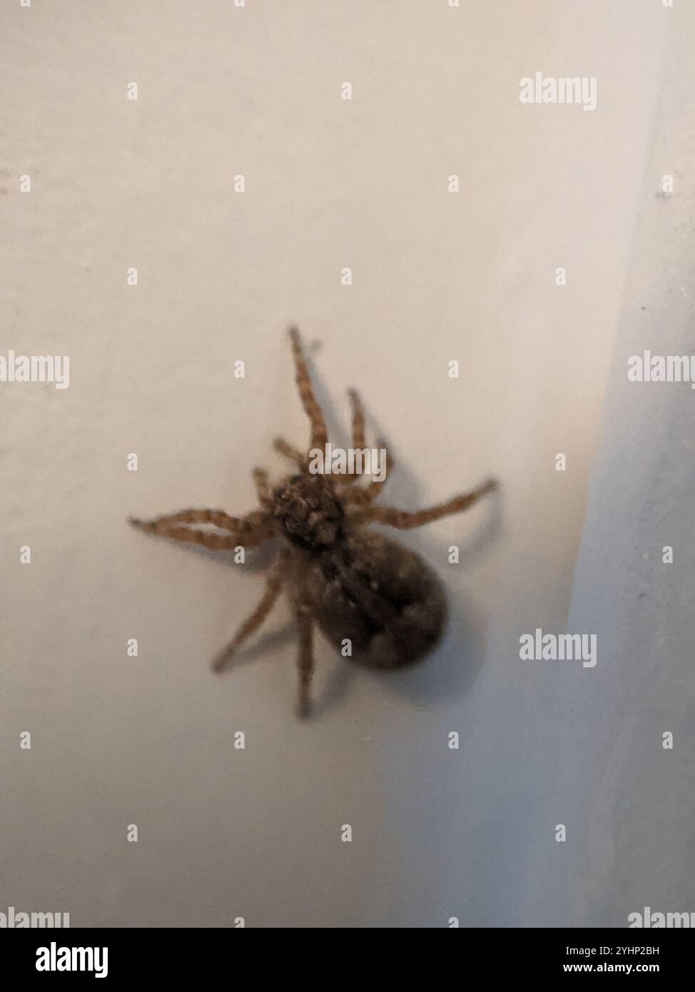Asiatic Wall Jumping Spider (Attulus fasciger Stock Photo - Alamy